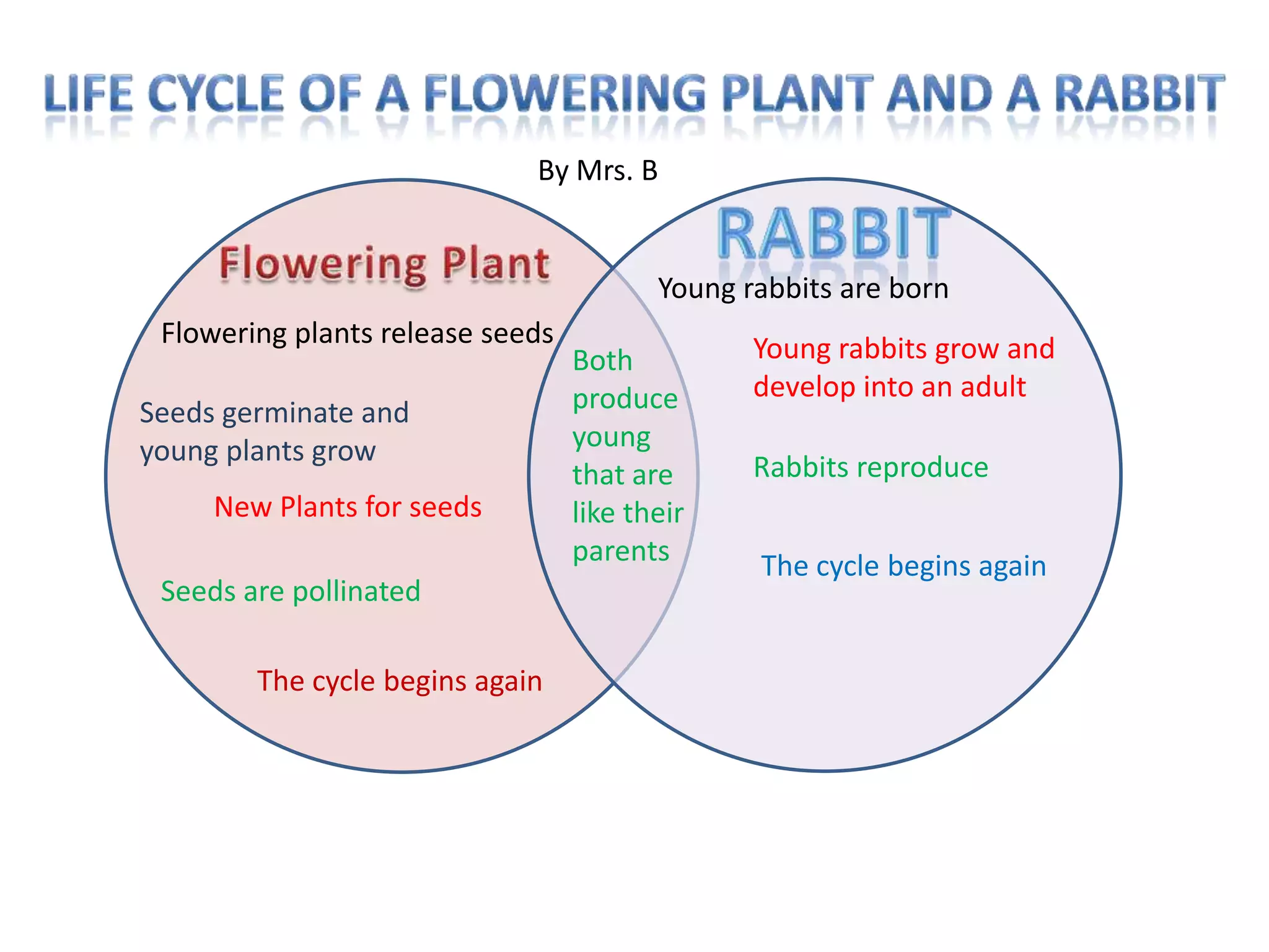 Life cycle venn | PPT