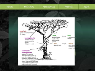 Life form of plants | PPTX
