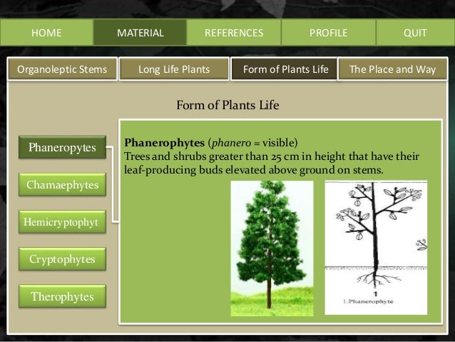 Life form of plants