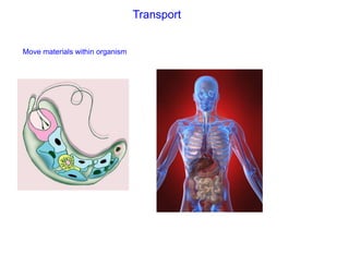 Life Functions | PPTX