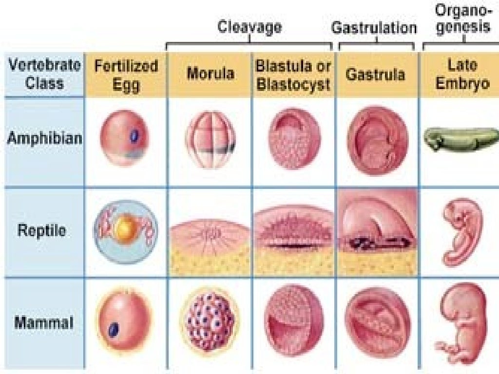 Life History And Embryogenesis