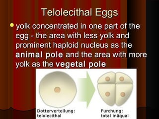Lifehistoryandembryogenesis(revised) | PPT