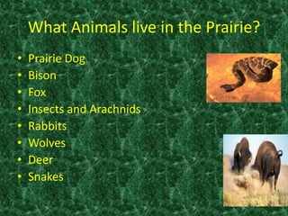 Life in prairies jacob & jeremiah | PPTX