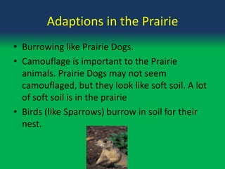 Life in prairies jacob & jeremiah | PPTX