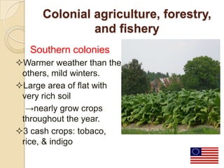 Life in the 13 colonies | PPTX