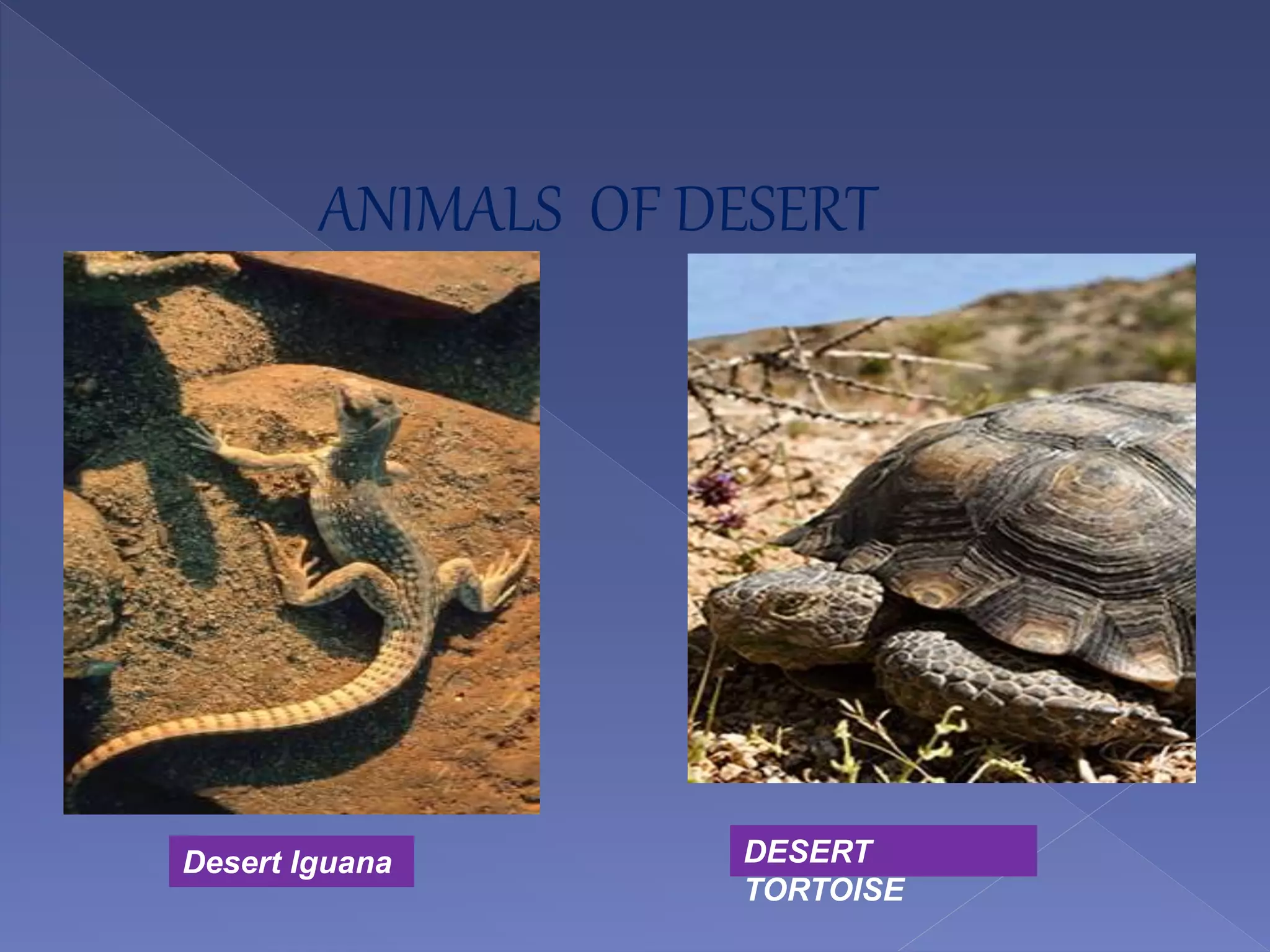 Life in the desert | PPTX