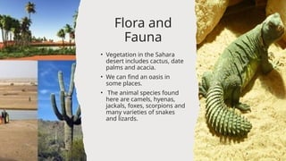 Life in the deserts for kids in 6th grade | PPTX