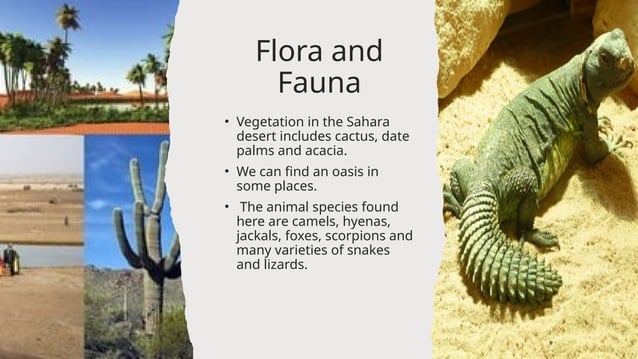 Life in the deserts for kids in 6th grade | PPTX