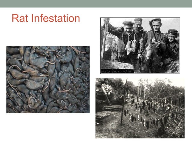 Life in the trenches | PPT