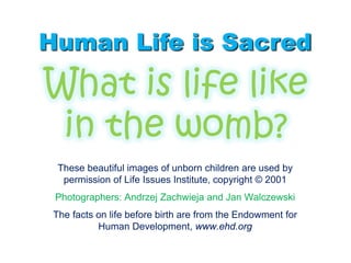 Life is Sacred | PPT