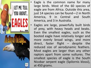 LIFE LESSONS FROM EAGLES for personal development | PDF