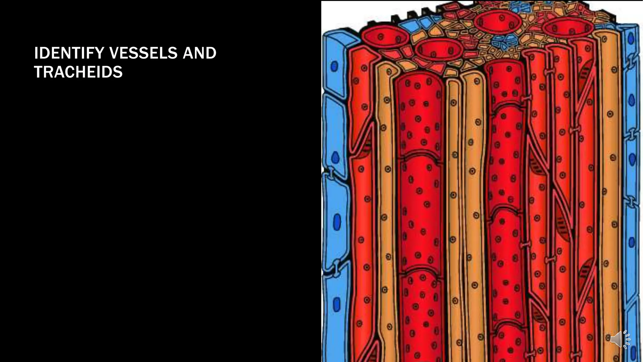 class 9th complex tissue xylem in detail | PPTX