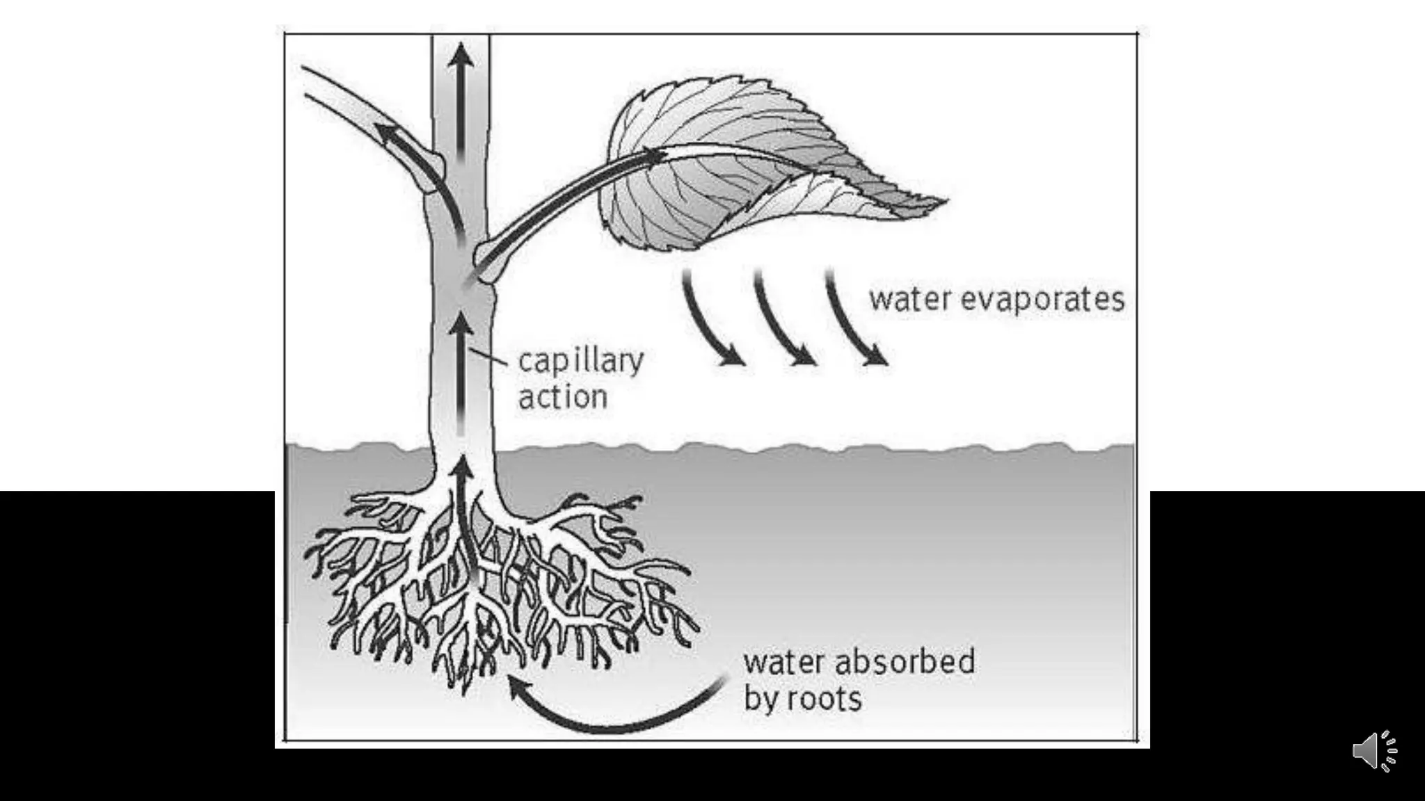 class 9th complex tissue xylem in detail | PPTX
