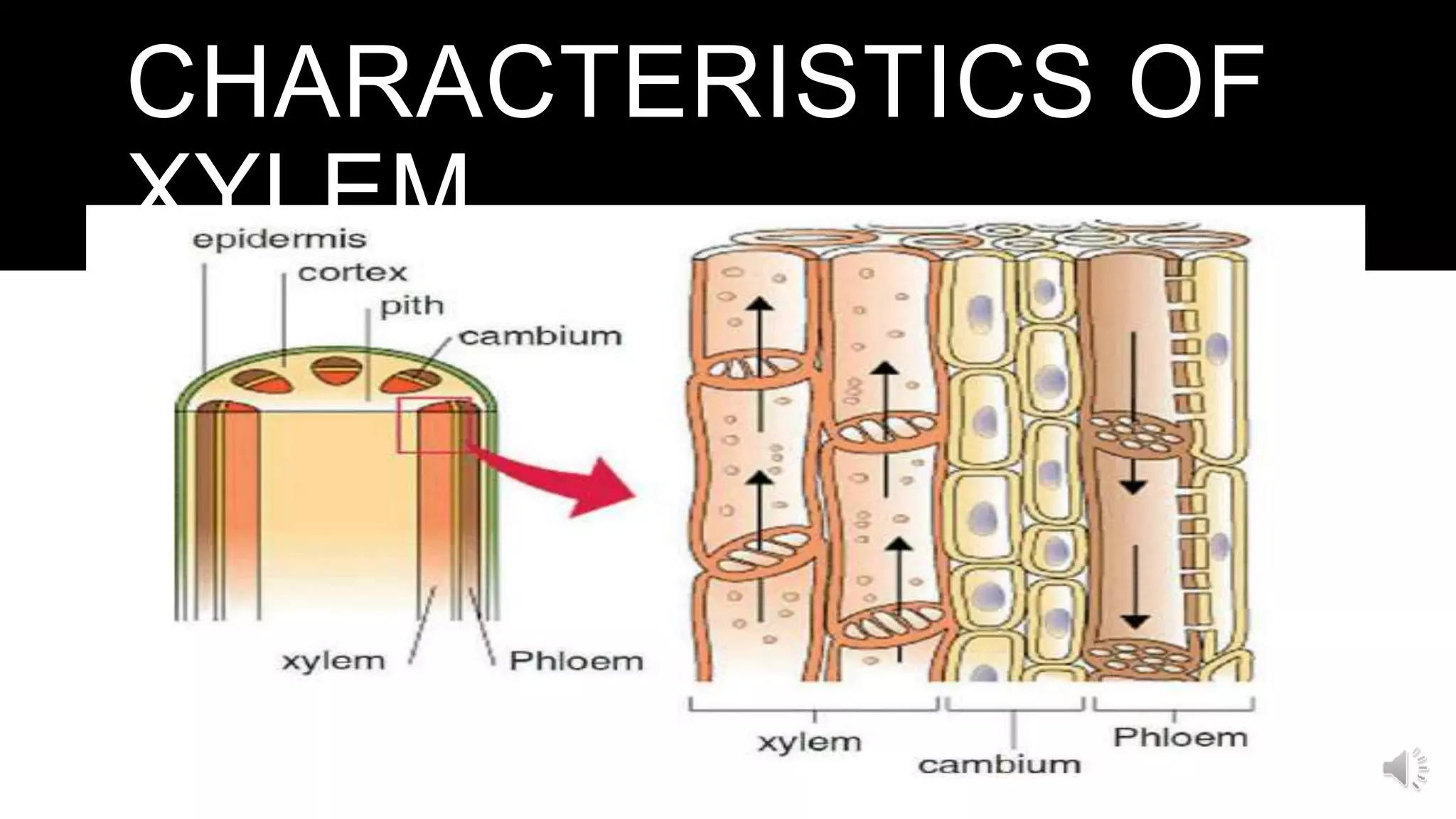 class 9th complex tissue xylem in detail | PPTX