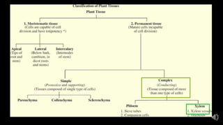class 9th complex tissue xylem in detail | PPTX