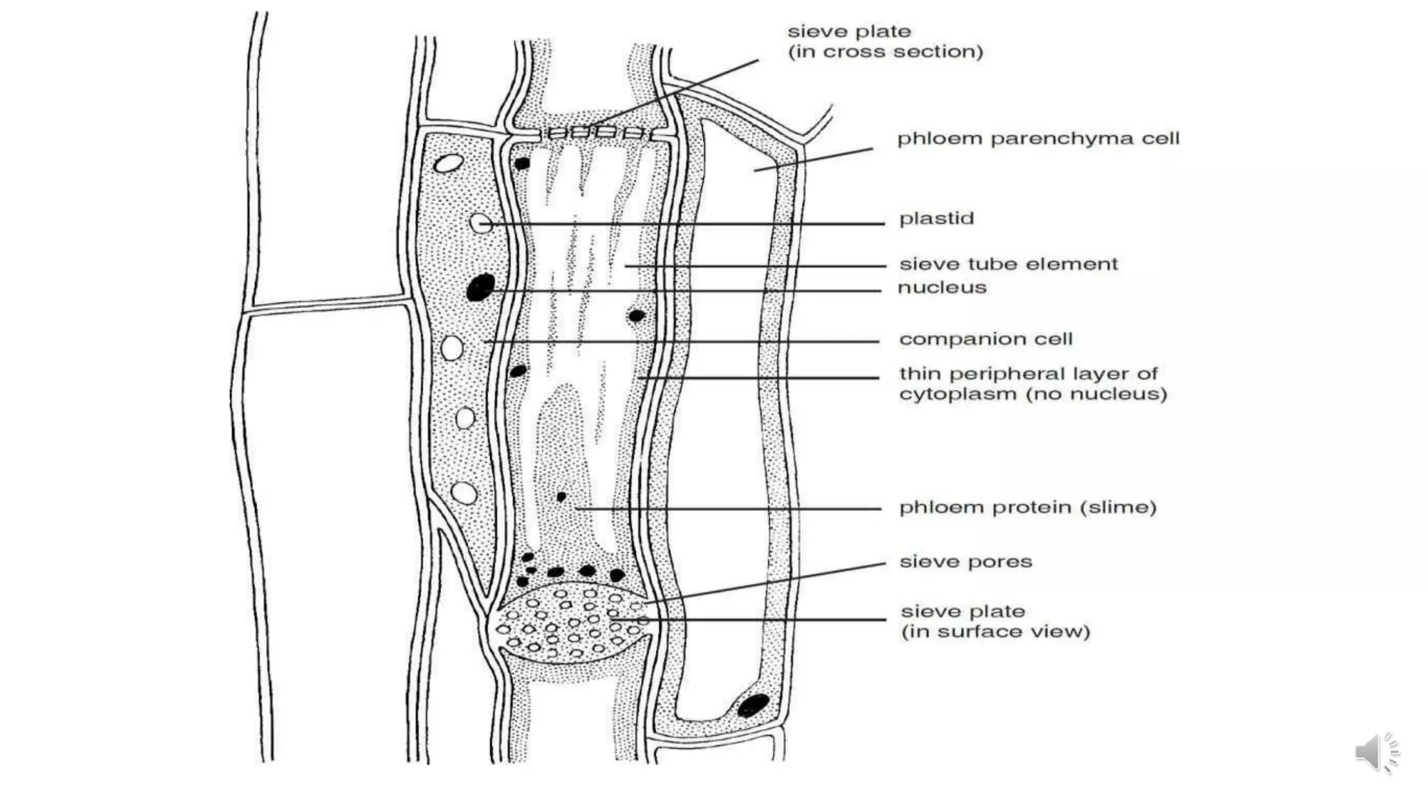 class 9th phloem tissues | PPTX