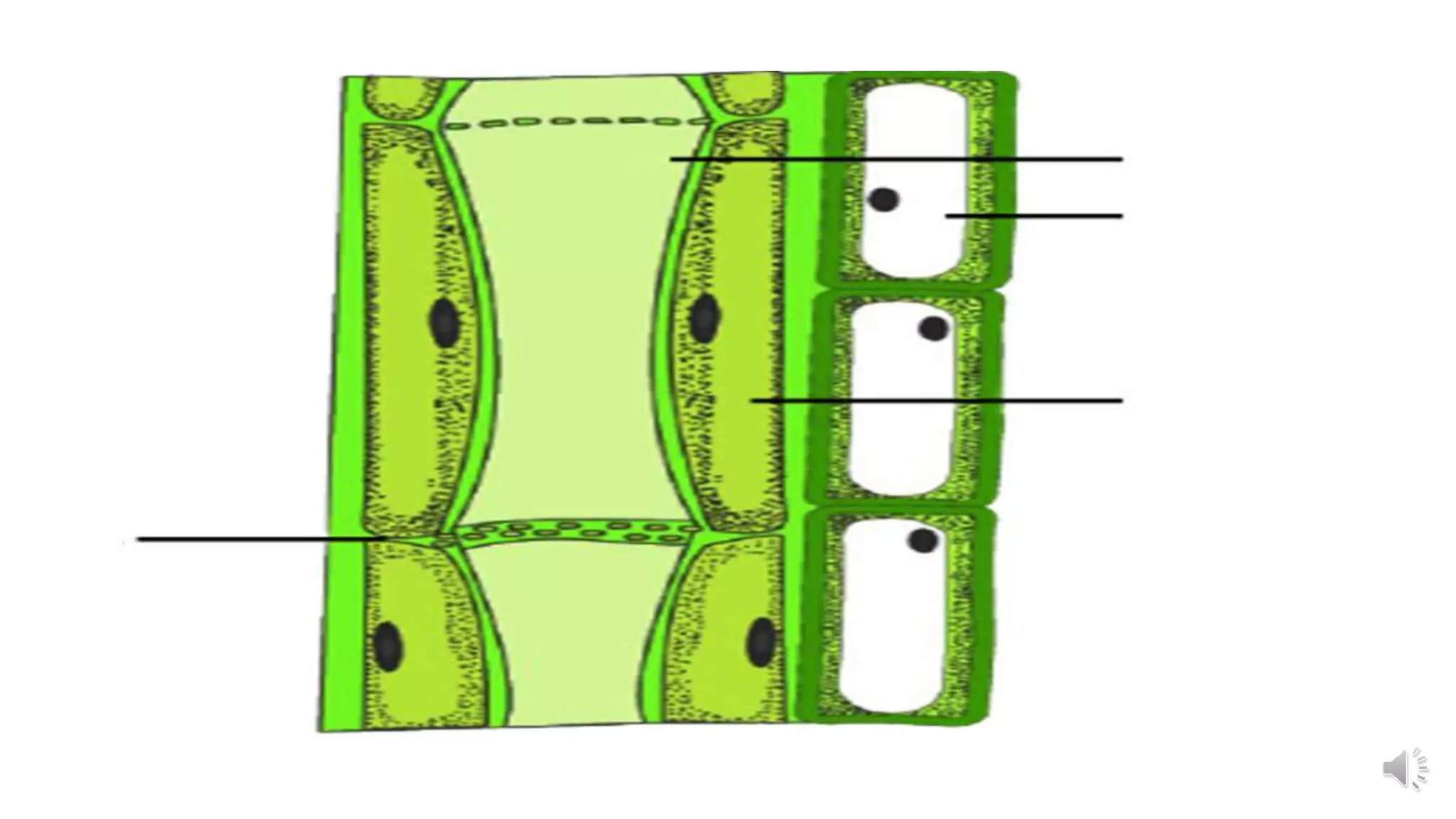 class 9th phloem tissues | PPTX