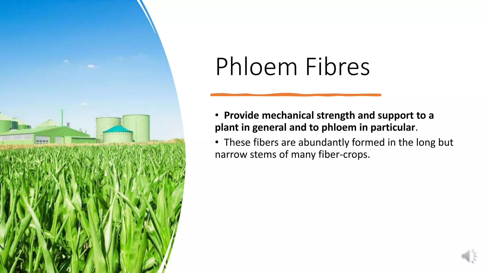 class 9th phloem tissues | PPTX