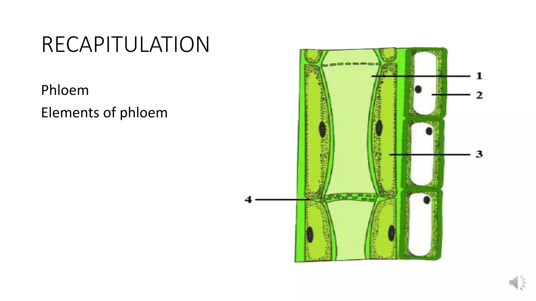 class 9th phloem tissues | PPTX