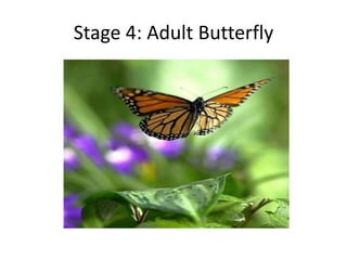 Life of a butterfly | PPTX