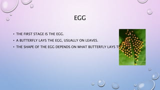Life of a butterfly | PPTX