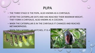 Life of a butterfly | PPTX