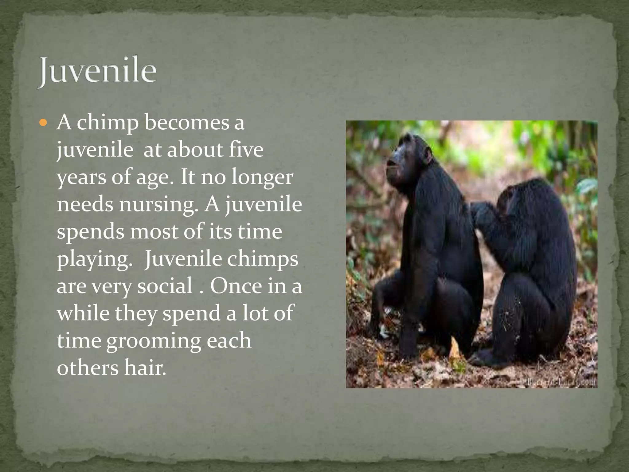 Life of a chimpanzee by kojo afrani | PPTX