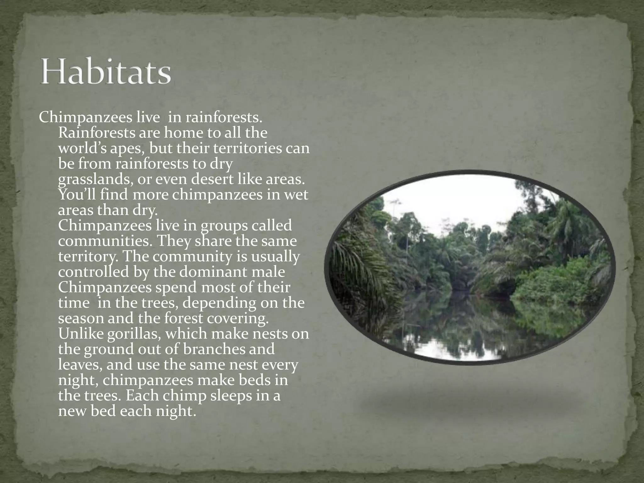 Life of a chimpanzee by kojo afrani | PPTX