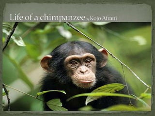 Life of a chimpanzee by kojo afrani | PPTX