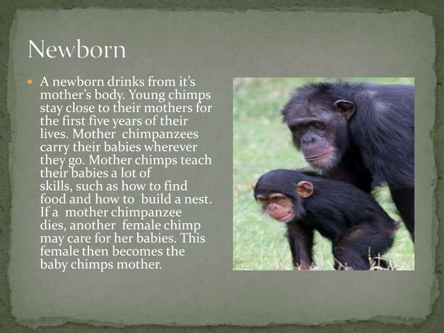Life of a chimpanzee by kojo afrani | PPTX | Biological Sciences | Science