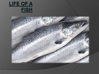 Life of a fish | PPTX