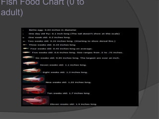 Life of a fish | PPTX