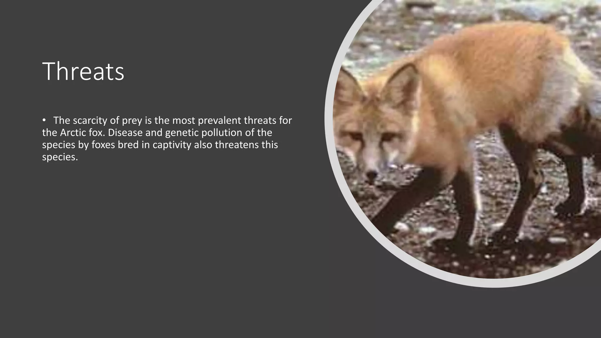 Life of a fox | PPTX