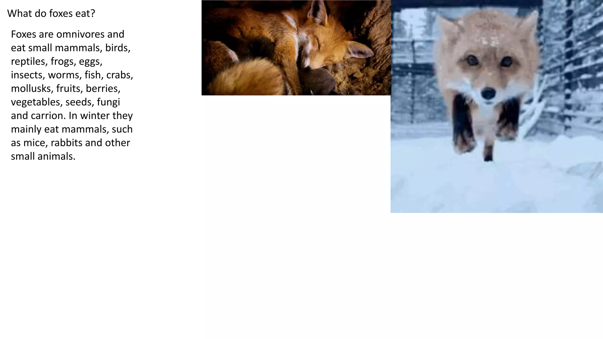 Life of a fox | PPTX