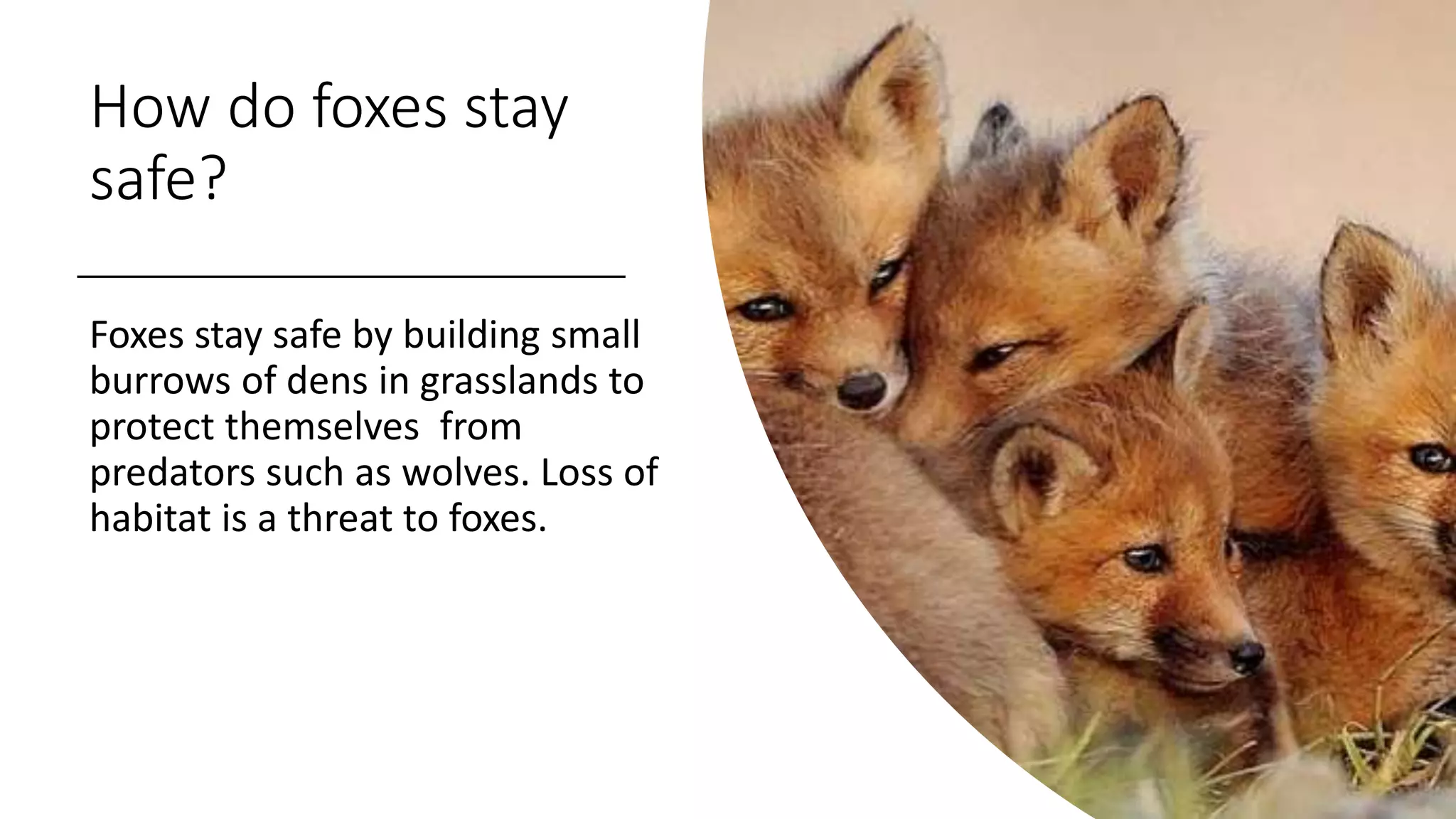 Life of a fox | PPTX