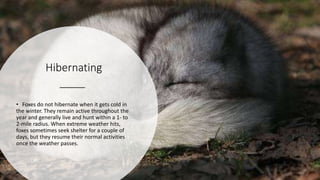 Life of a fox | PPTX