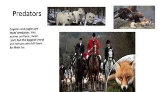Life of a fox | PPTX