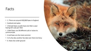 Life of a fox | PPTX