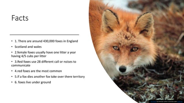 Life of a fox | PPTX