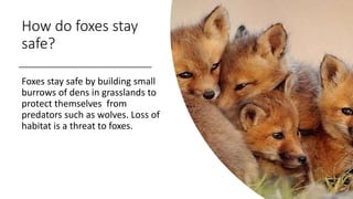 Life of a fox | PPTX