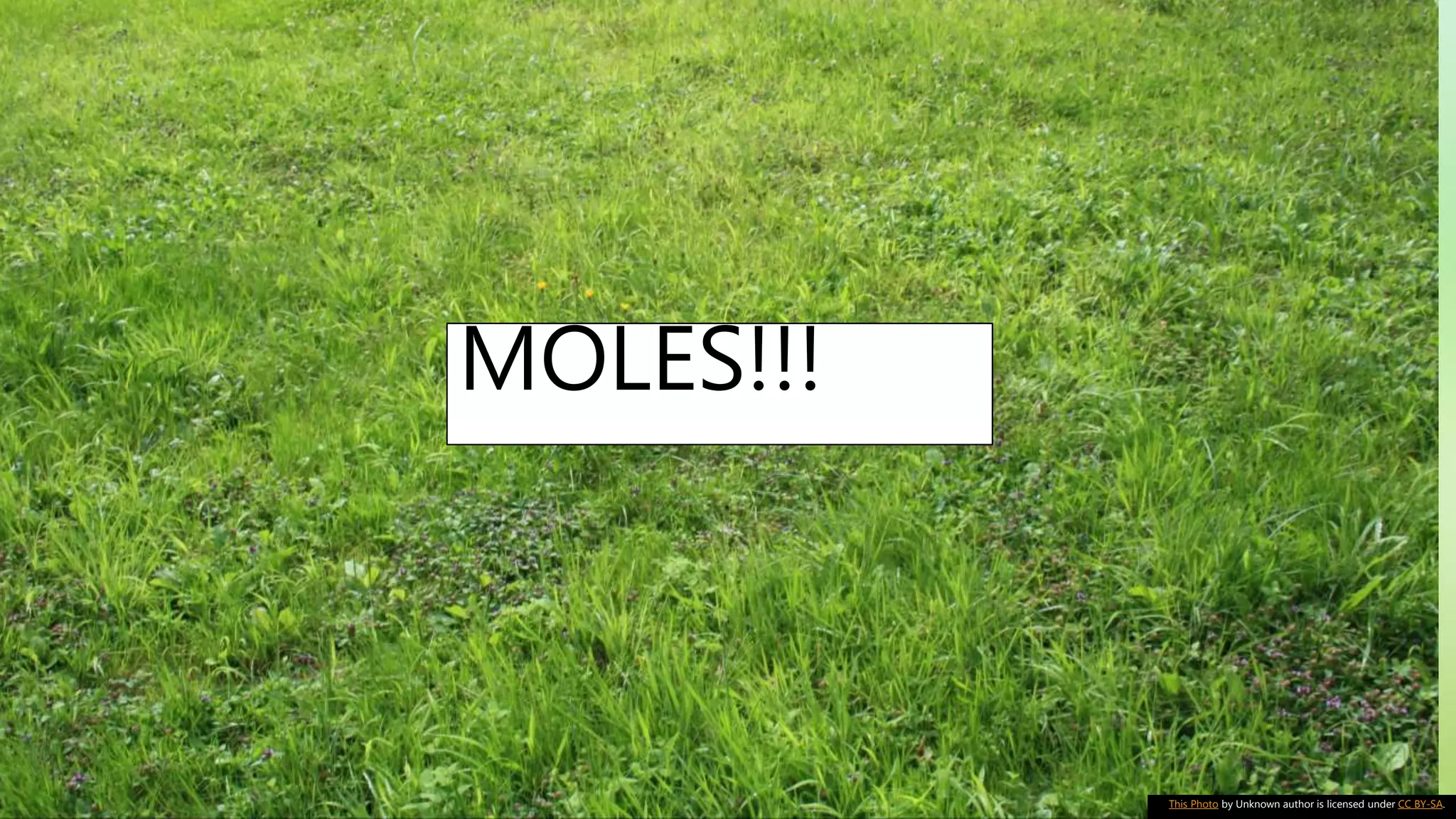 Life of a mole | PPTX