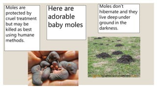 Life of a mole | PPTX | Dogs | Pets