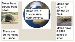 Life of a mole | PPTX