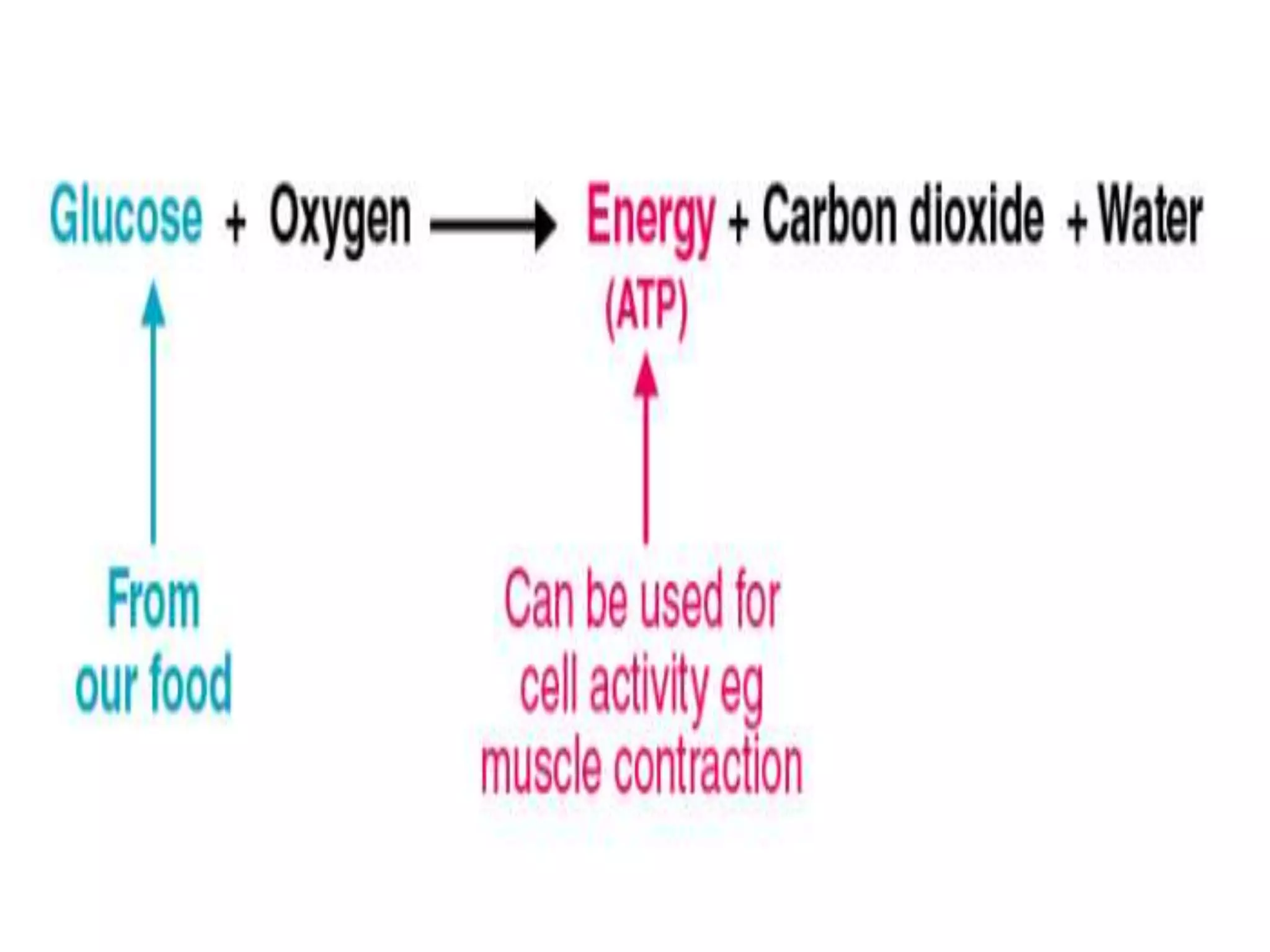 Life process class 10 cbse | PPTX