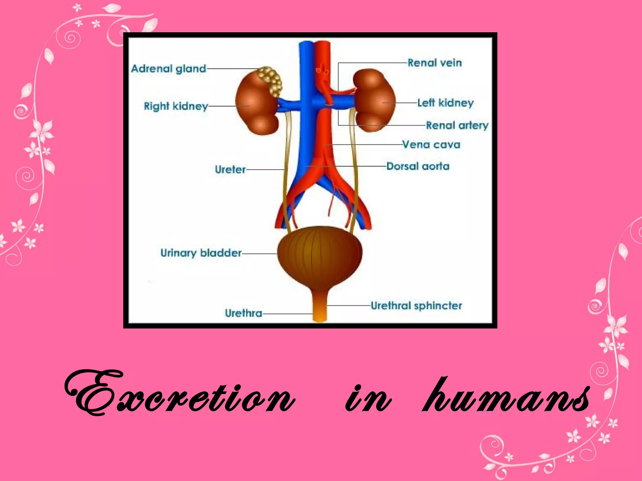 Life process excretion | PPT