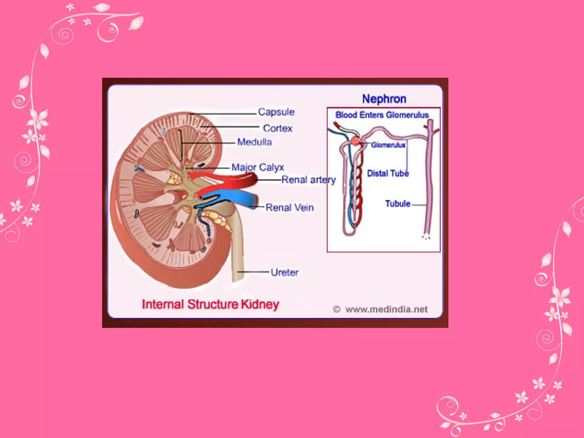 Life process excretion | PPT