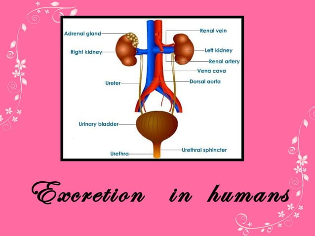 Life process excretion | PPT