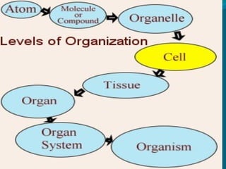c.b.s.e grade 10 Life processes ppt. | PPT