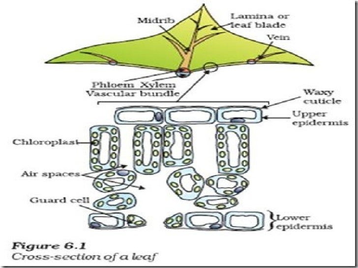 Cross Section Of Leaf Diagram Class 10 Ncert Class X Science Cross Cross Section Of Leaf Diagram Class 10 Ncert Class X Science Cross