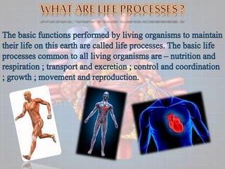 Life processes | PPTX